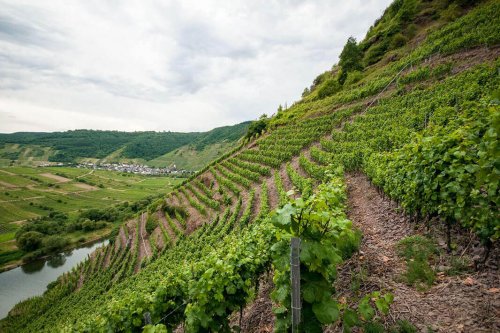Weingut - Weingut Franzen